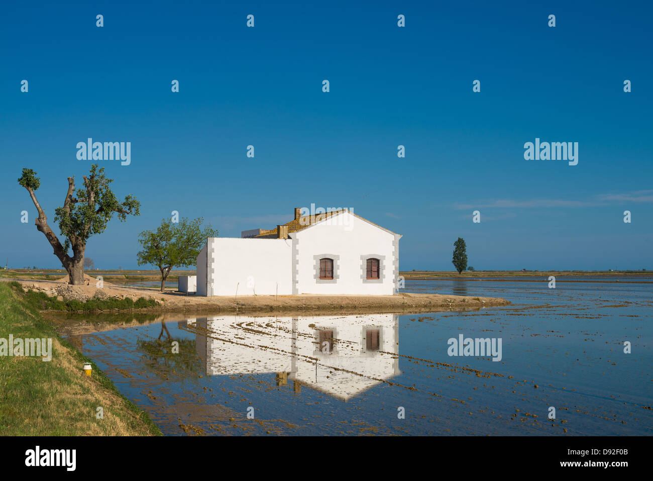 Rice paddy landscape at Ebro delta, Spain Stock Photo - Alamy