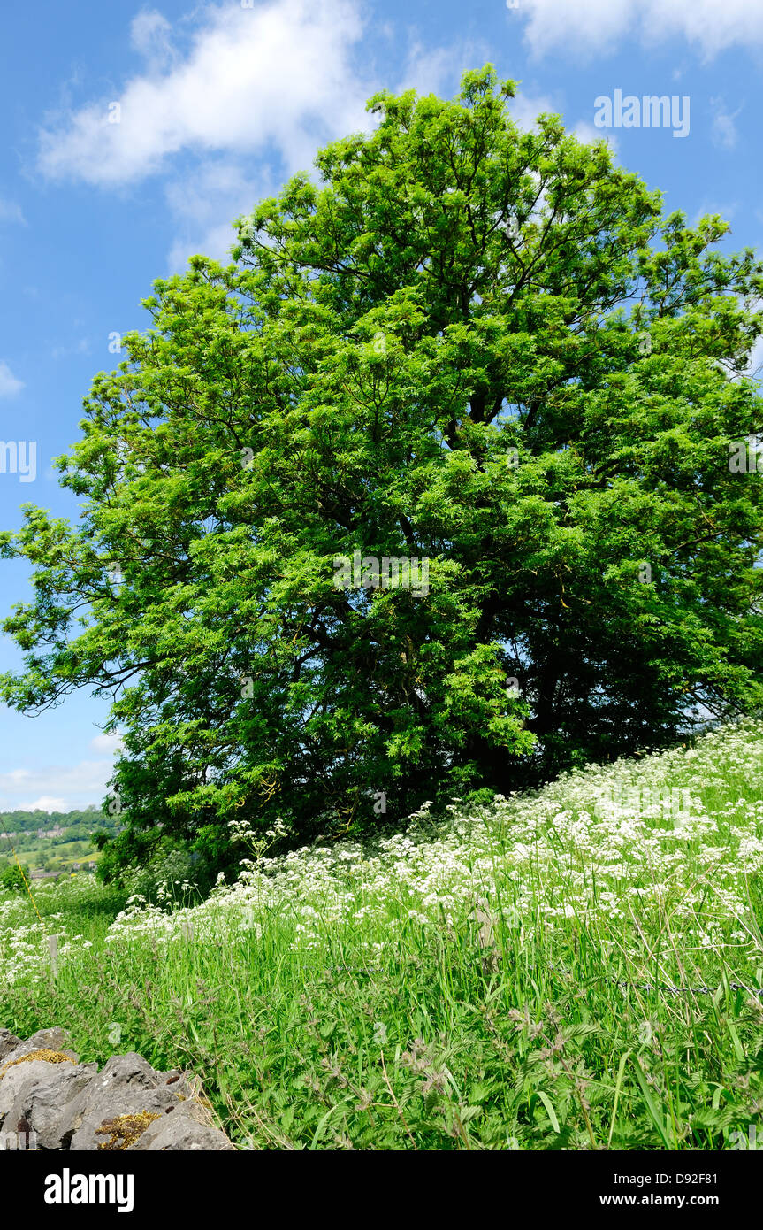 Ash Trees ,Snitterton,Derbyshire,UK Stock Photo - Alamy