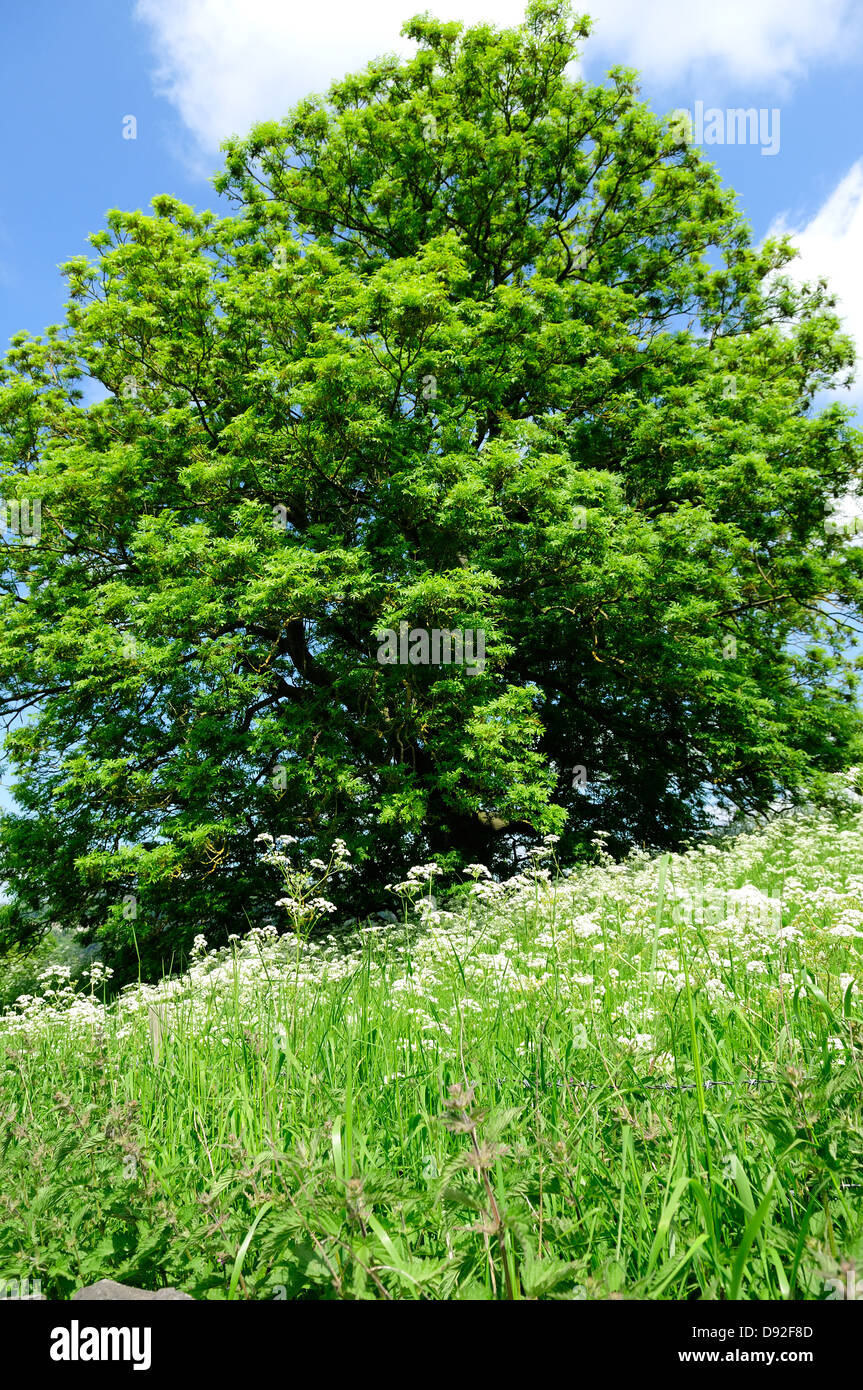 Ash Trees ,Snitterton,Derbyshire,UK Stock Photo - Alamy