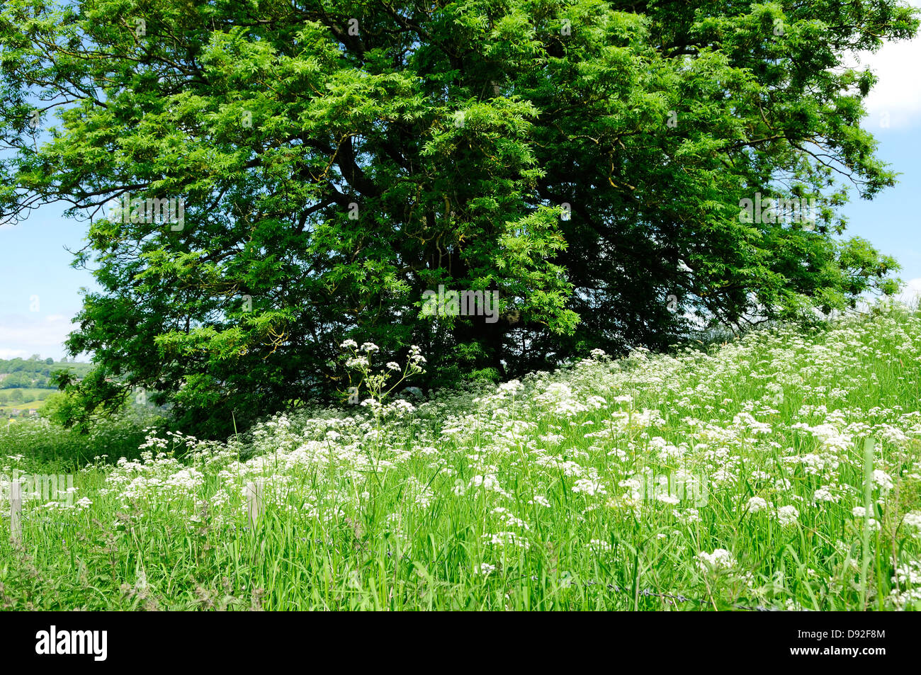 Ash Trees ,Snitterton,Derbyshire,UK Stock Photo - Alamy