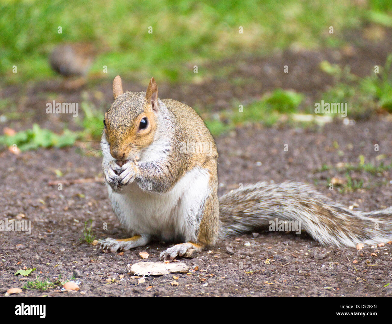 Squirrel eating nuts hi-res stock photography and images - Alamy