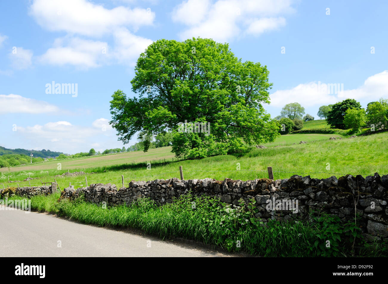 Ash trees uk hi-res stock photography and images - Alamy