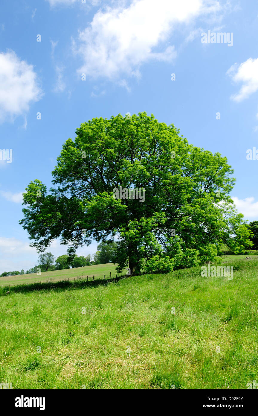 Ash trees hi-res stock photography and images - Alamy