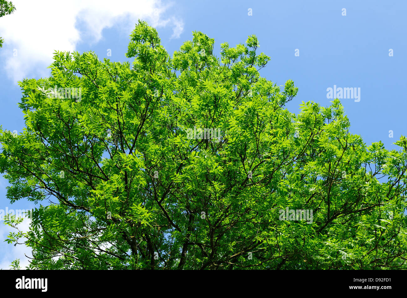 Ash Tree Disease Stock Photos & Ash Tree Disease Stock Images - Alamy