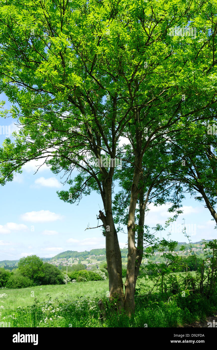 Ash Trees ,Snitterton,Derbyshire,UK Stock Photo - Alamy