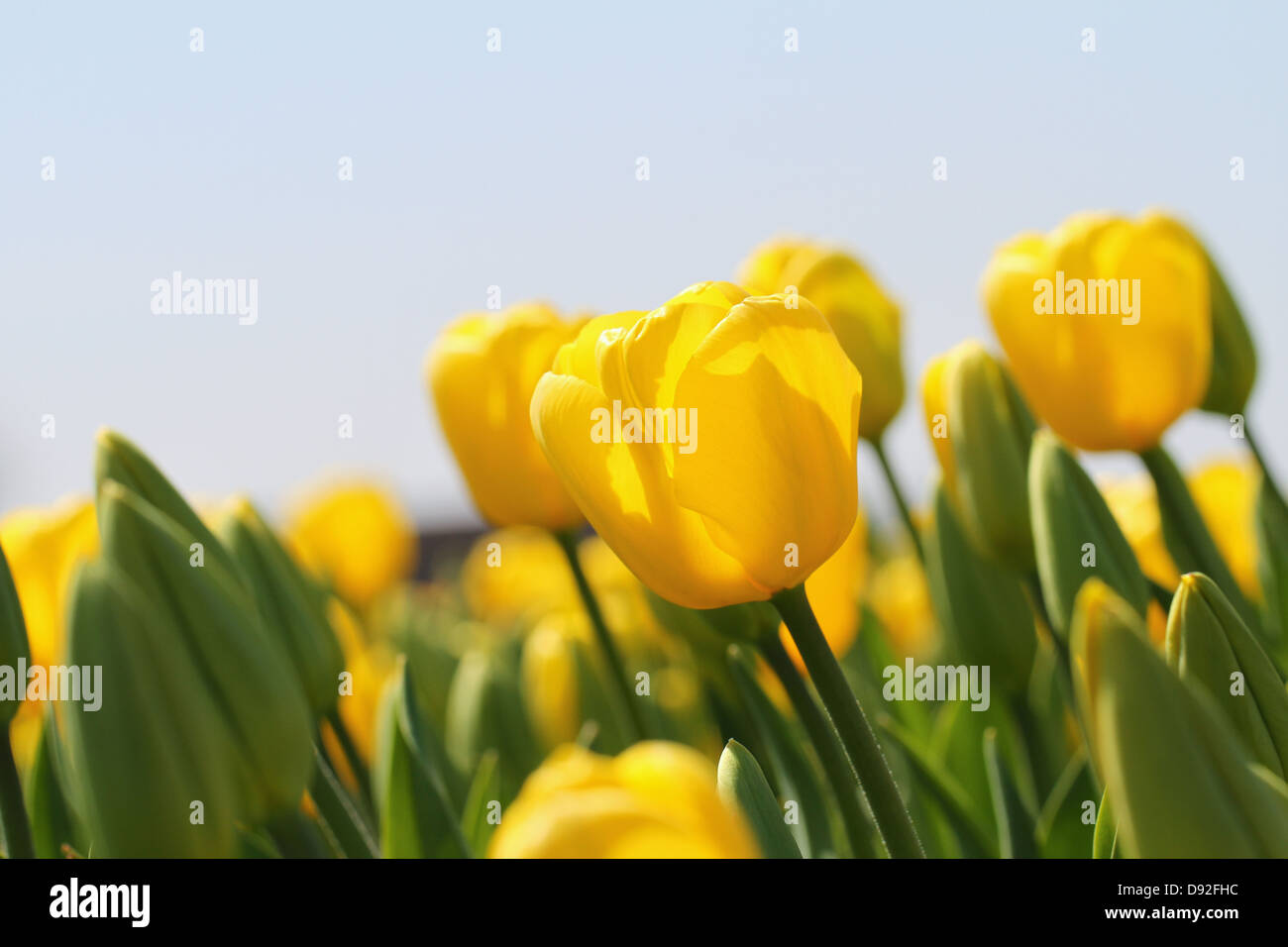 Yellow tulips in spring time, close up Stock Photo - Alamy