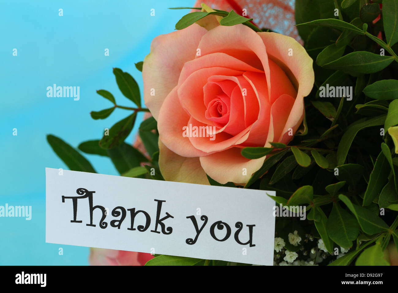 Thank you note with pink rose Stock Photo - Alamy