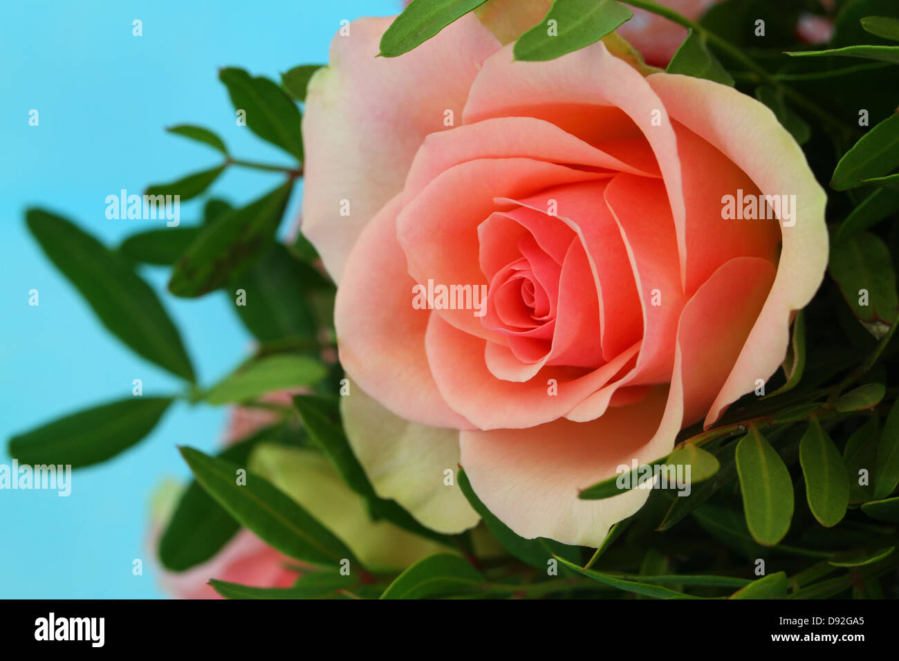Green blue and rose hi-res stock photography and images - Alamy