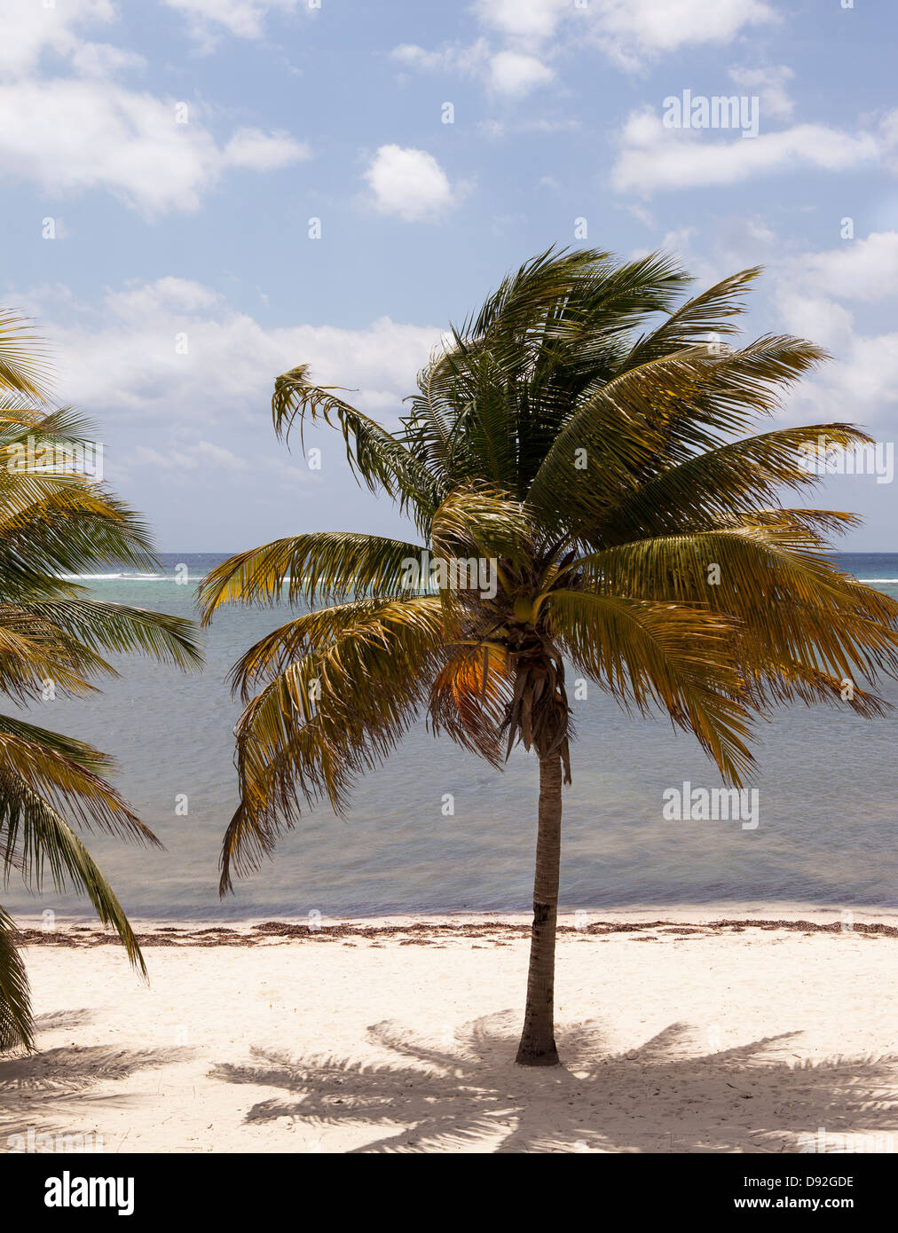 COCONUT TREE , GRAND CAYMAN, CAYMAN ISLANDS, SEVEN MILE BEACH Stock ...