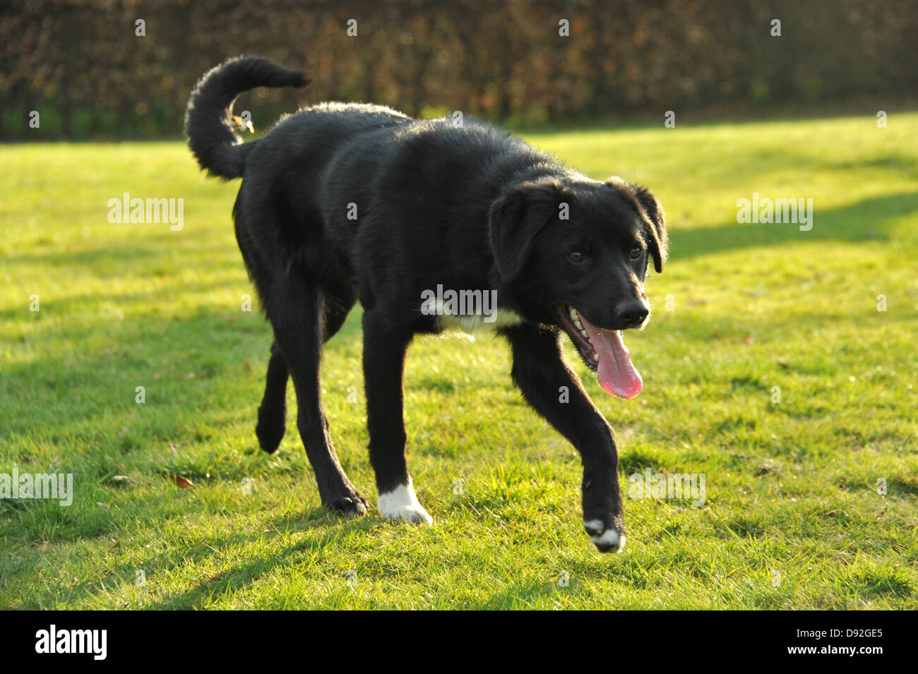 Border Collie Cross running Stock Photo - Alamy
