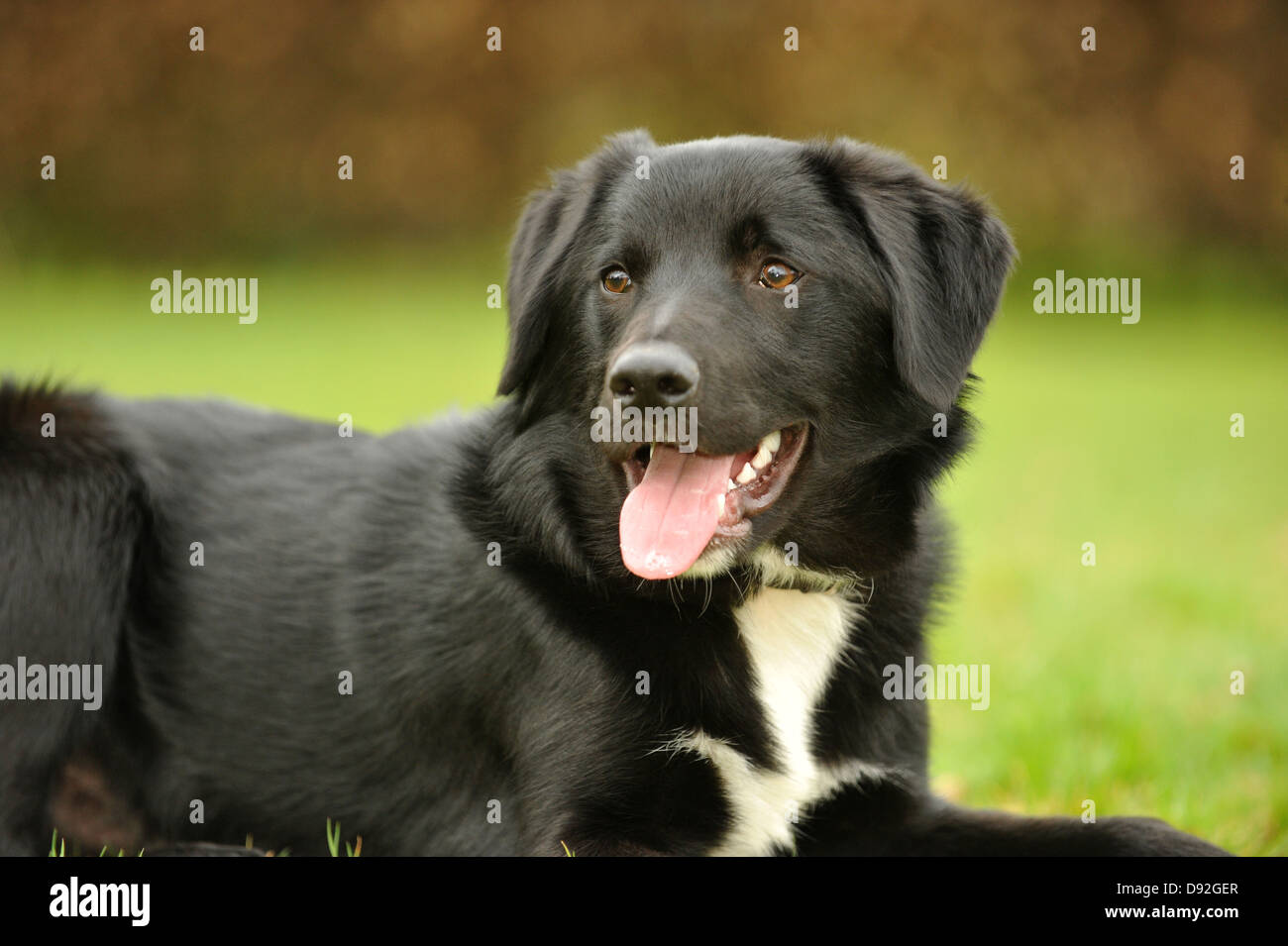 Border collie cross hi-res stock photography and images - Alamy