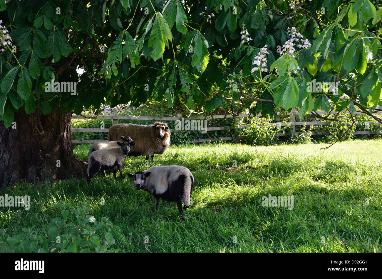 Sheep Under Oak Tree High Resolution Stock Photography and Images - Alamy