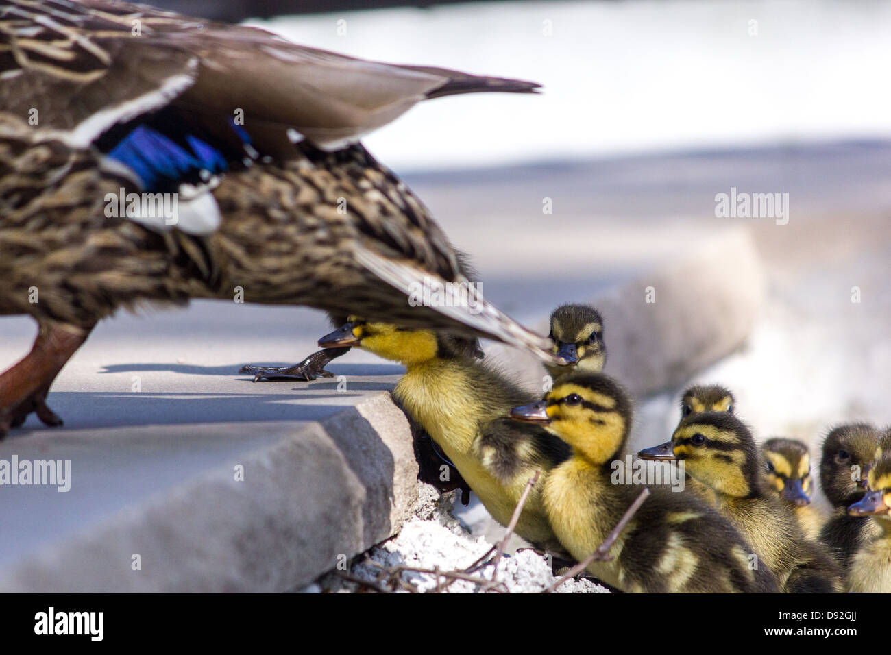 Baby ducklings following their mother Stock Photo - Alamy
