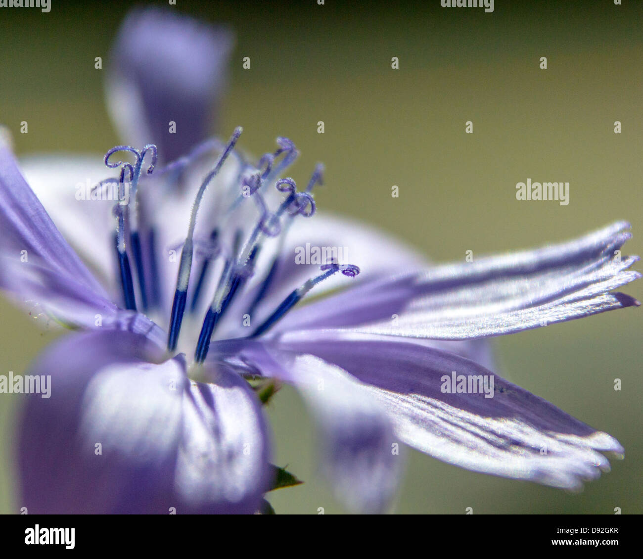 Purple chicory hi-res stock photography and images - Alamy
