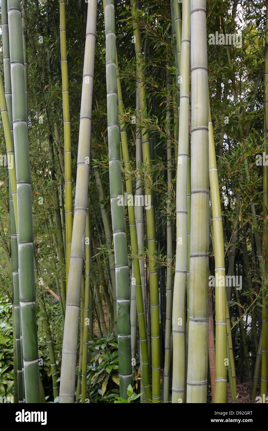 Bamboo vascular bundles hi-res stock photography and images - Alamy
