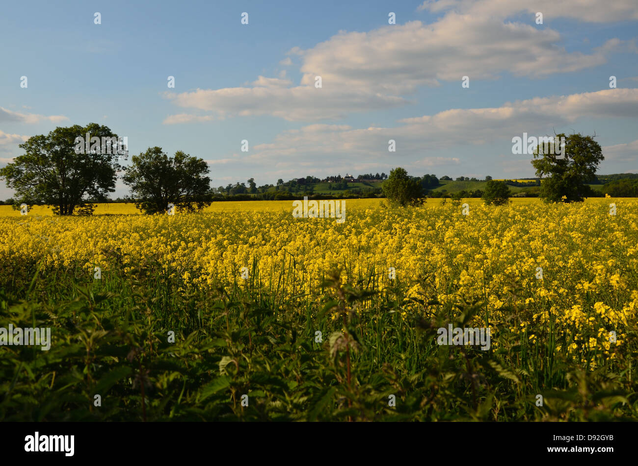 Oilseed Rape Crop Stock Photo - Alamy