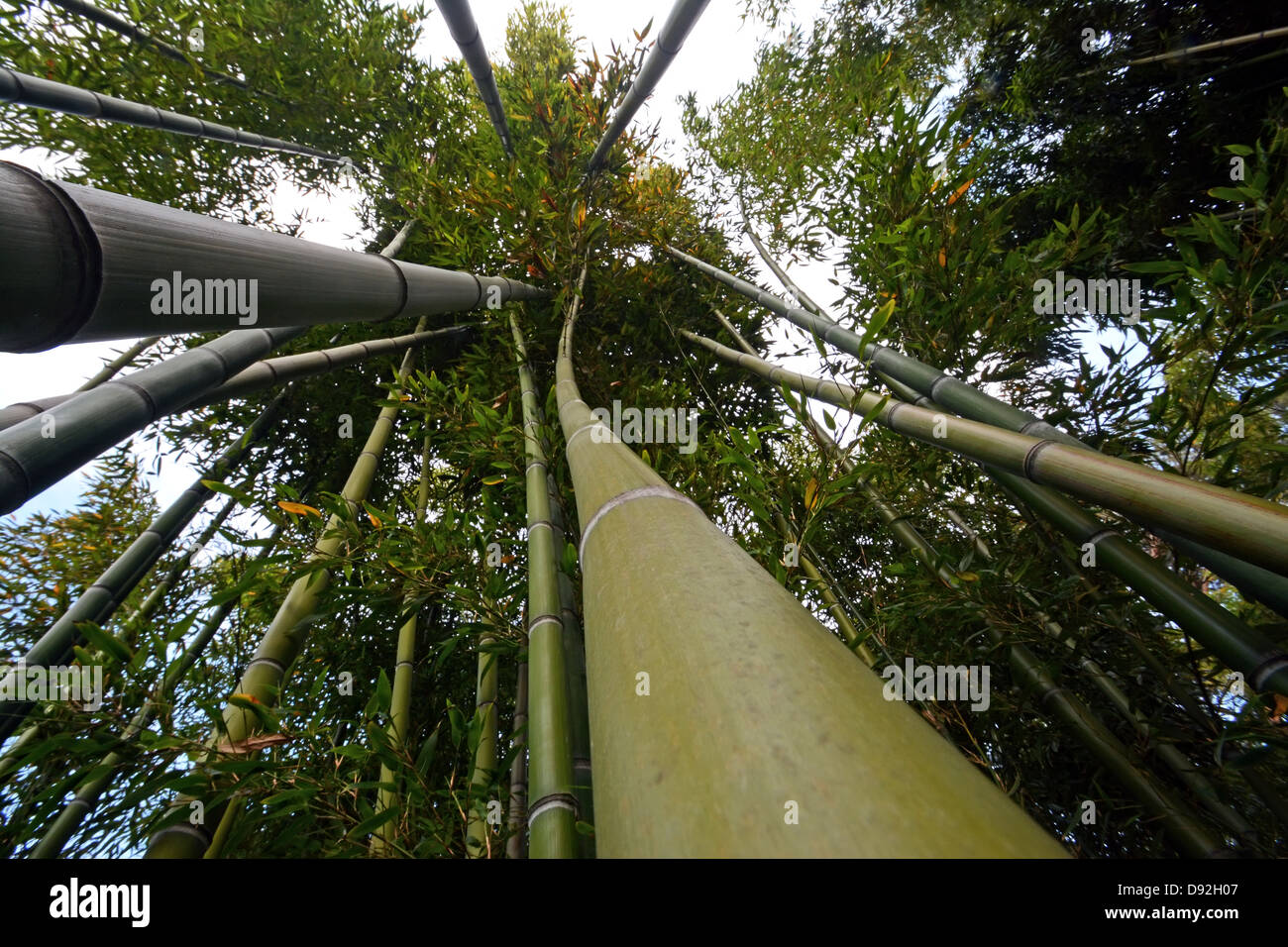 Bamboo vascular bundles hi-res stock photography and images - Alamy