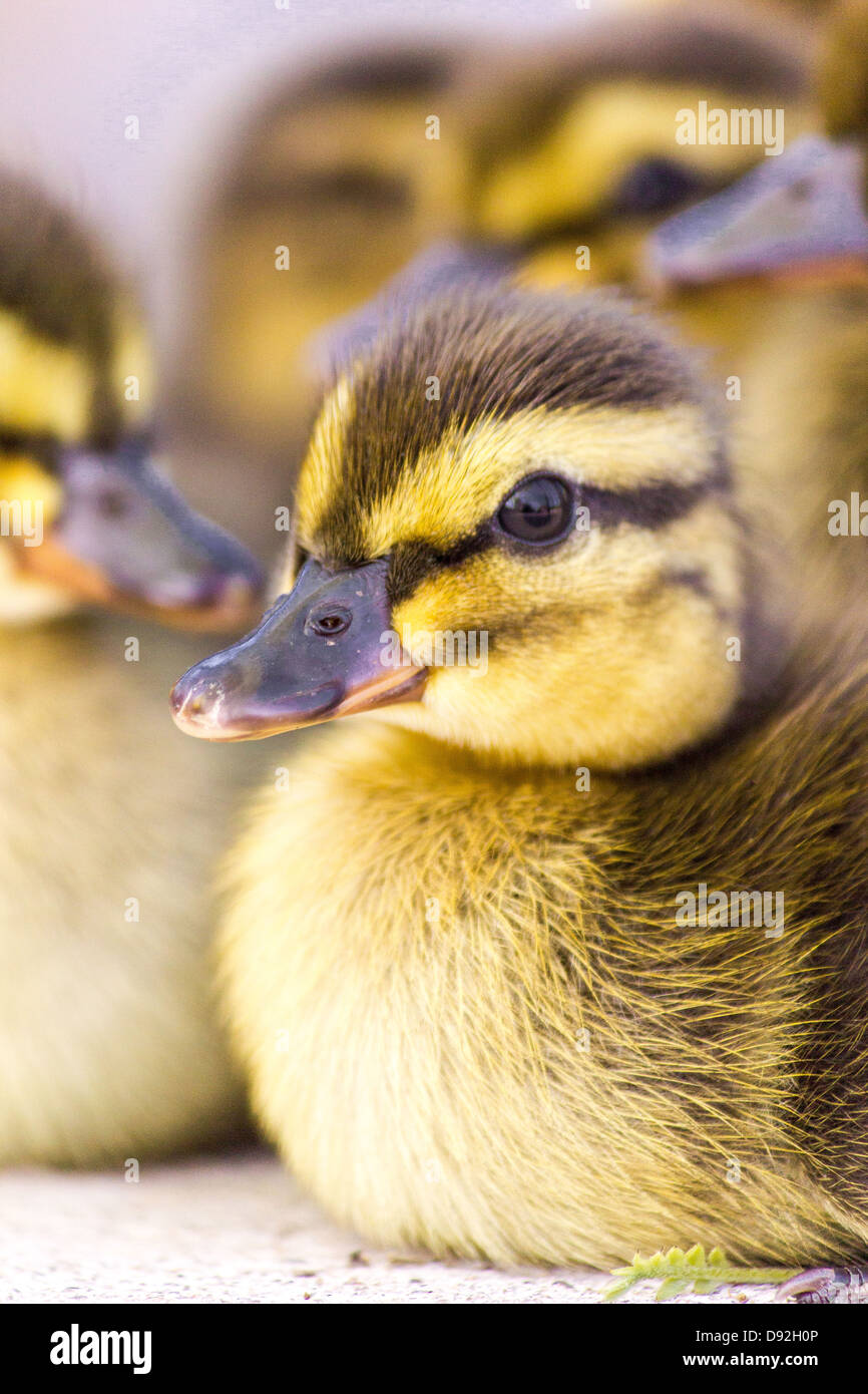 Baby duck, duckling Stock Photo - Alamy
