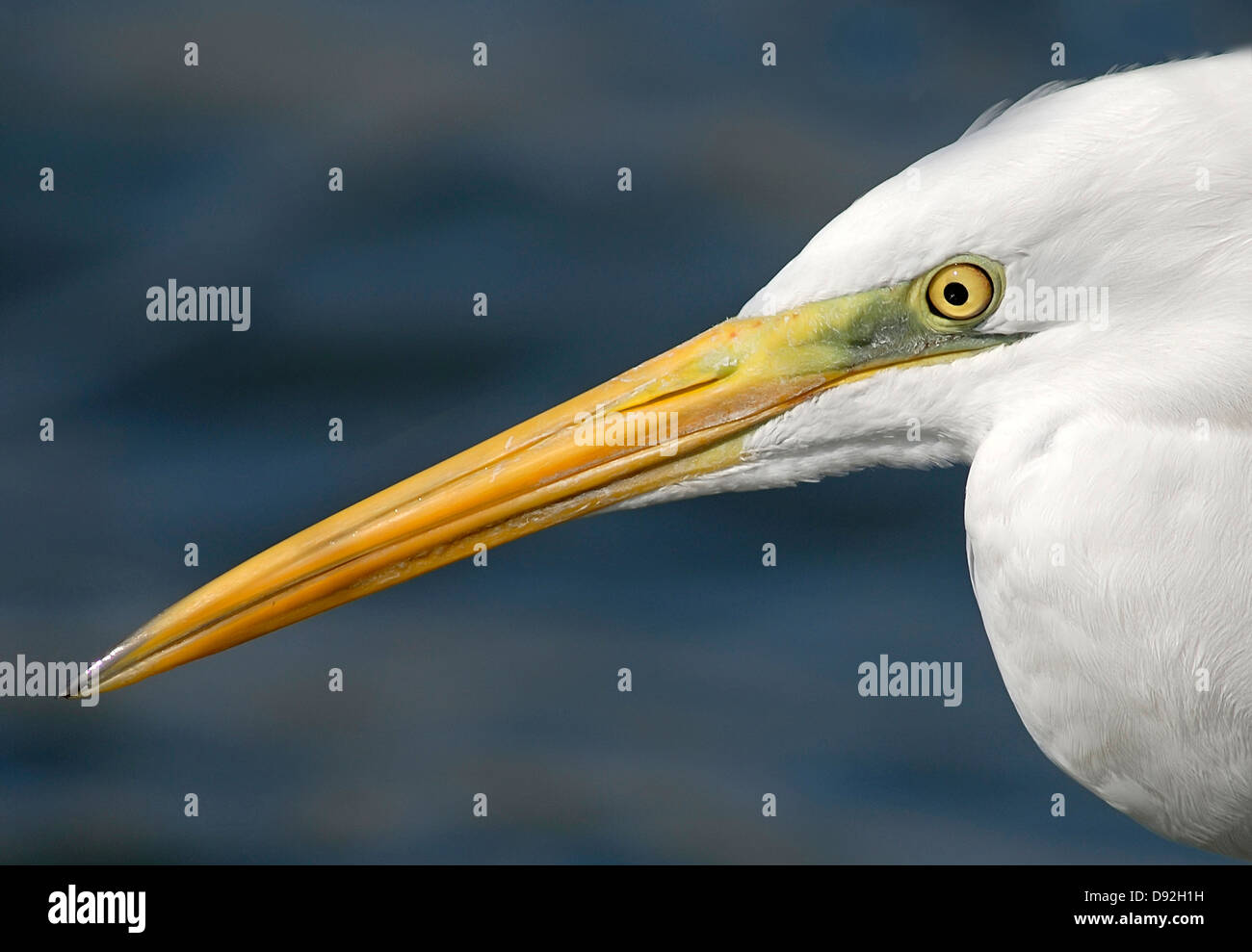 White yellow bill hi-res stock photography and images - Alamy