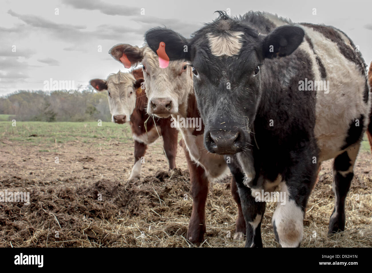 Three cows or bulls in a field on a farm Stock Photo - Alamy