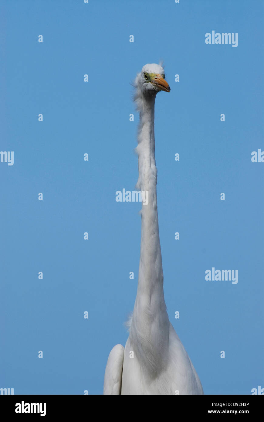 Long neck stretch hi-res stock photography and images - Alamy