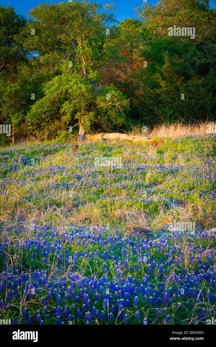 Bluebonnets at Grapevine Lake in North Texas Stock Photo - Alamy