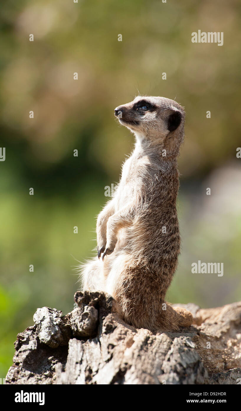 Meerkat sitting on tree stump Stock Photo - Alamy