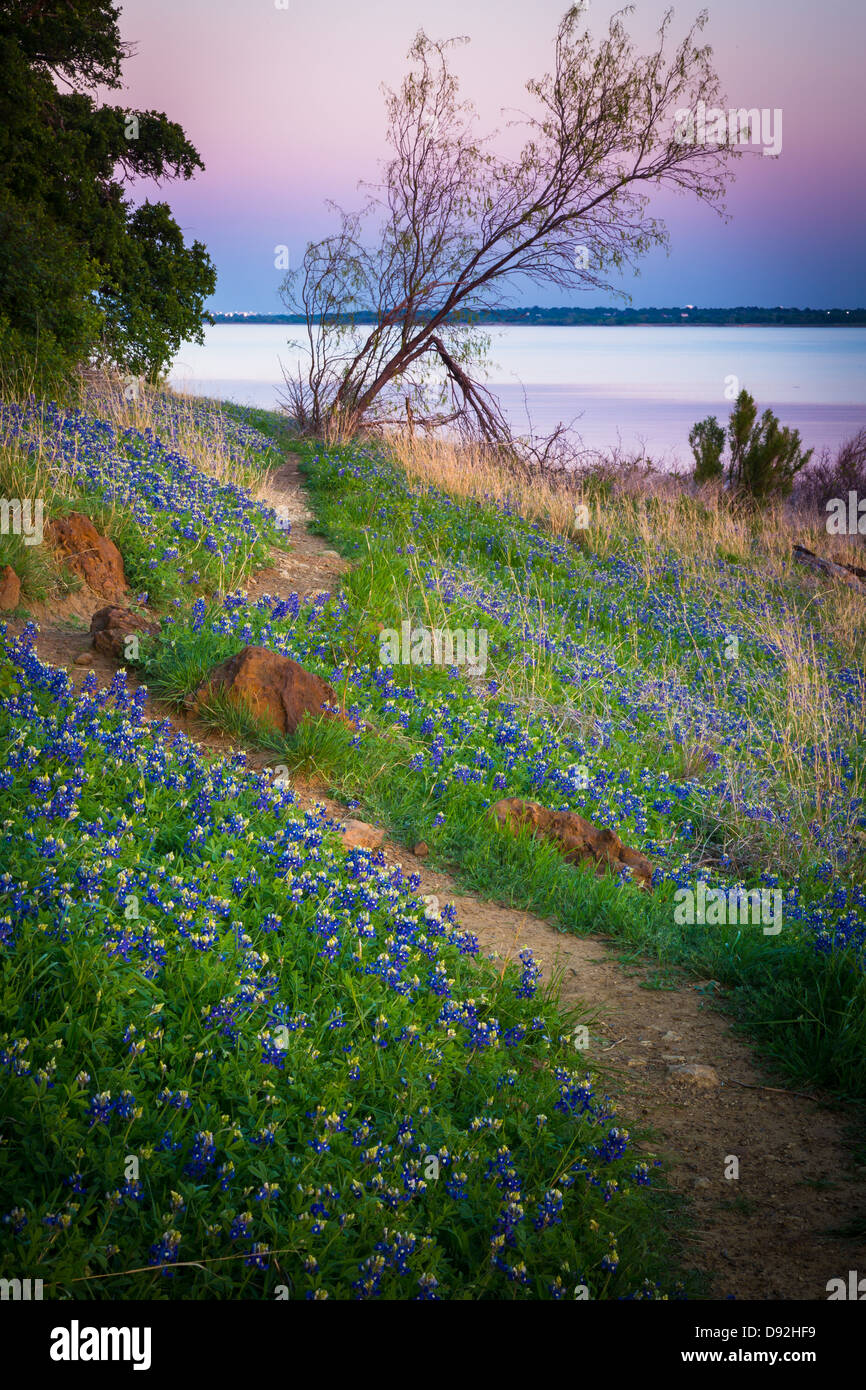 Bluebonnets at Grapevine Lake in North Texas Stock Photo - Alamy
