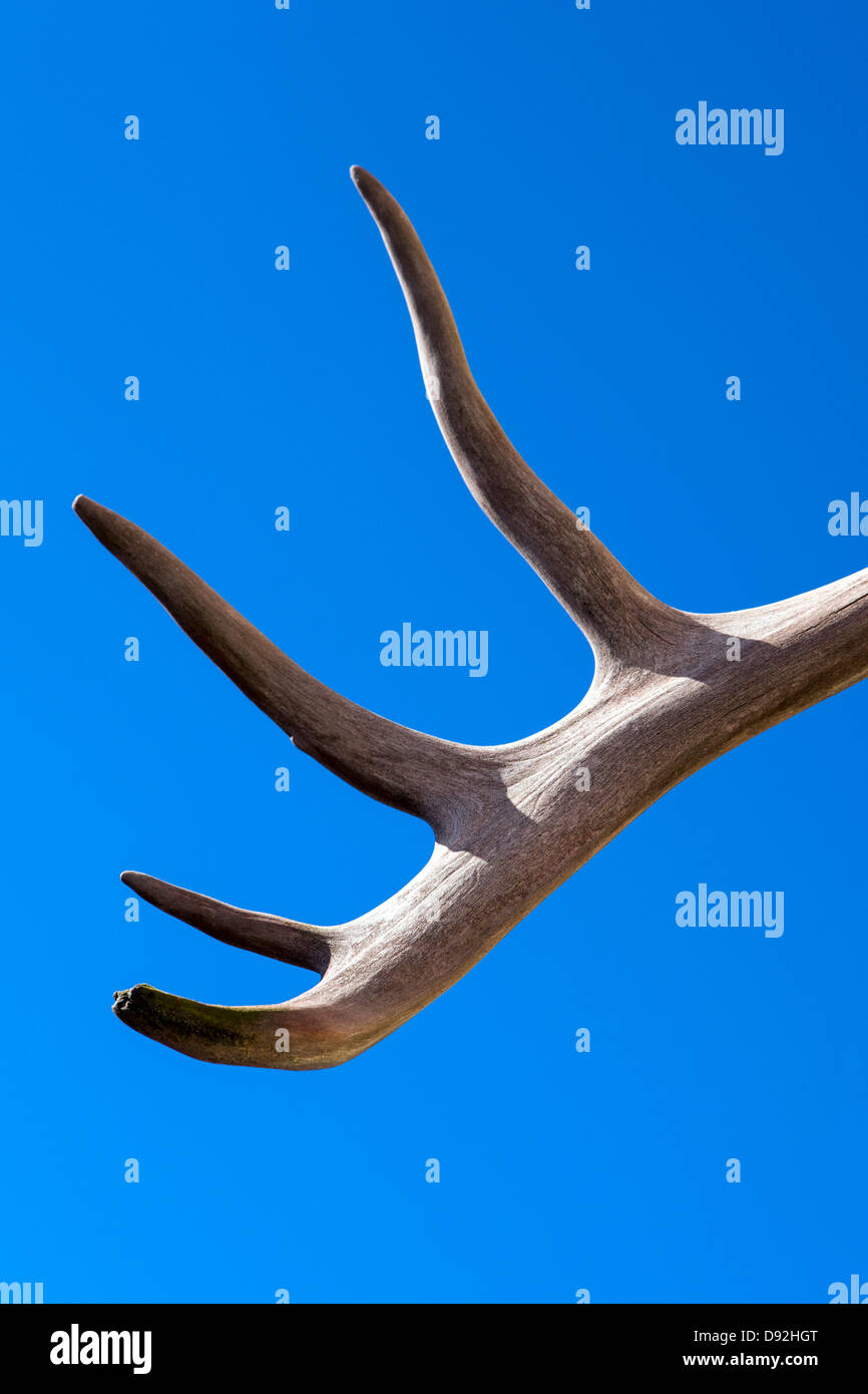 Eureka Lodge, roadhouse and restaurant. Caribou antlers adorn an out ...