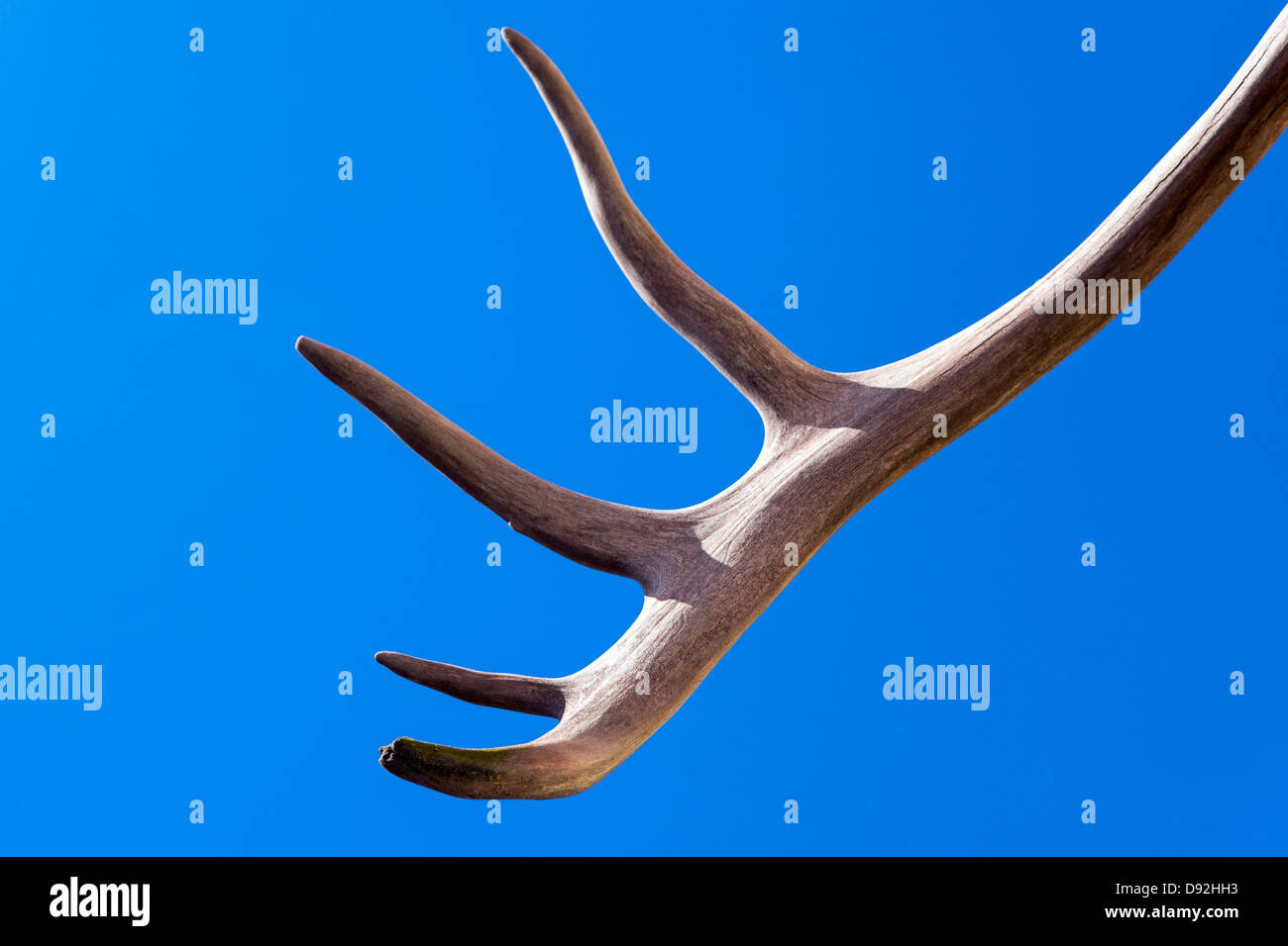 Eureka Lodge, roadhouse and restaurant. Caribou antlers adorn an out ...