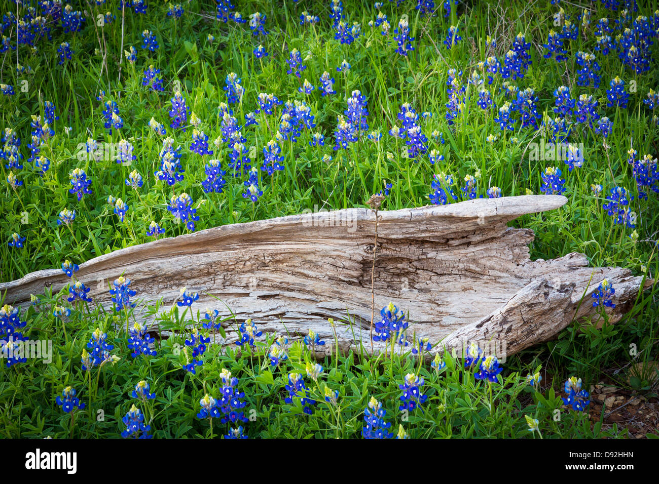 Bluebonnets at Grapevine Lake in North Texas Stock Photo - Alamy