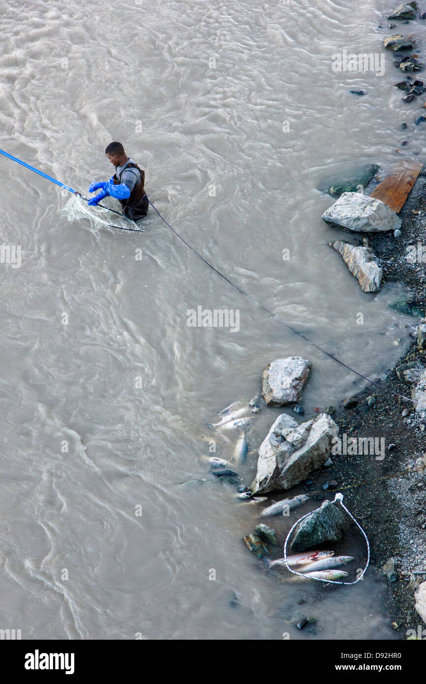 Fisherman dip net for wild salmon on the Copper River; runs from Copper ...