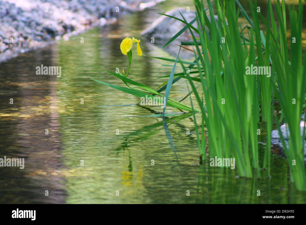 Yellow flower reflection Stock Photo - Alamy