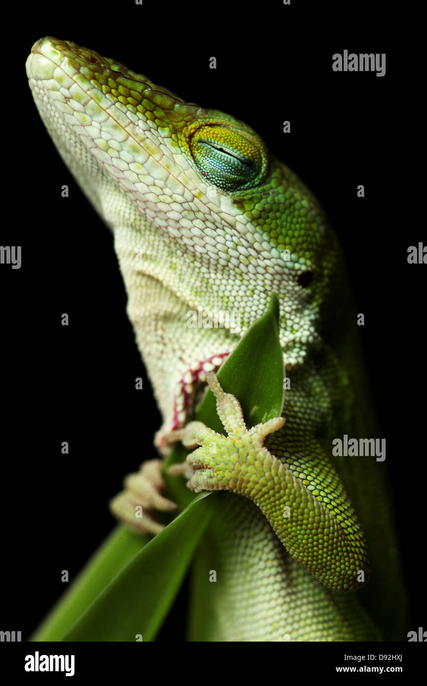 Sleeping anole hi-res stock photography and images - Alamy