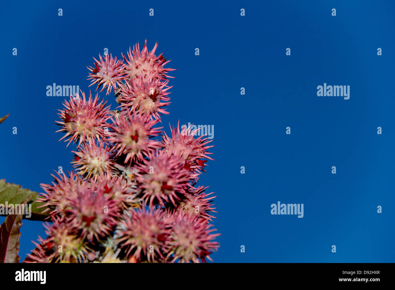 Red castor-oil plant - Ricinus communis - against a deep blue sky Stock ...