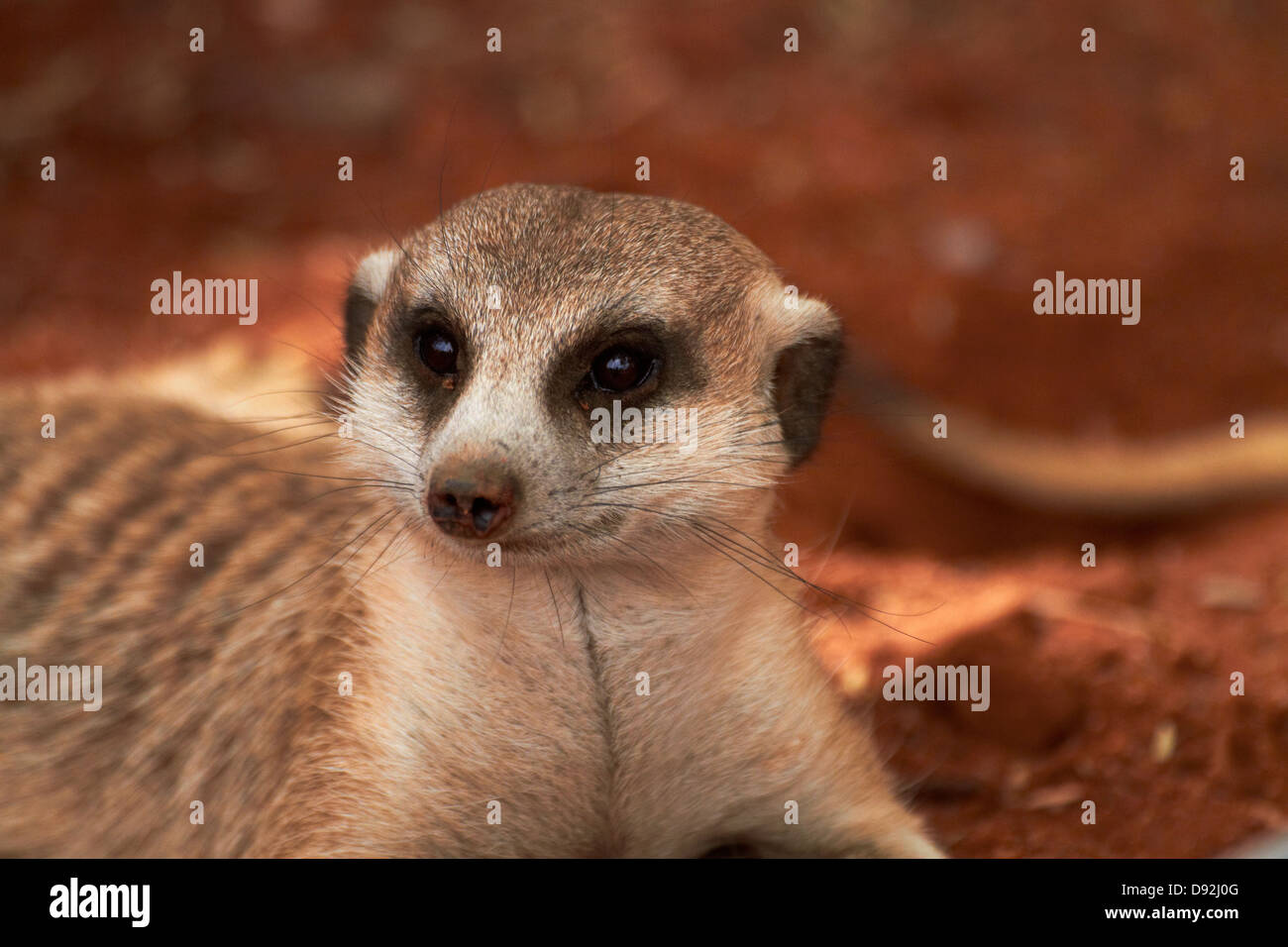 Meerkat or suricate, (Suricata suricatta), Tiras Mountains, Southern ...