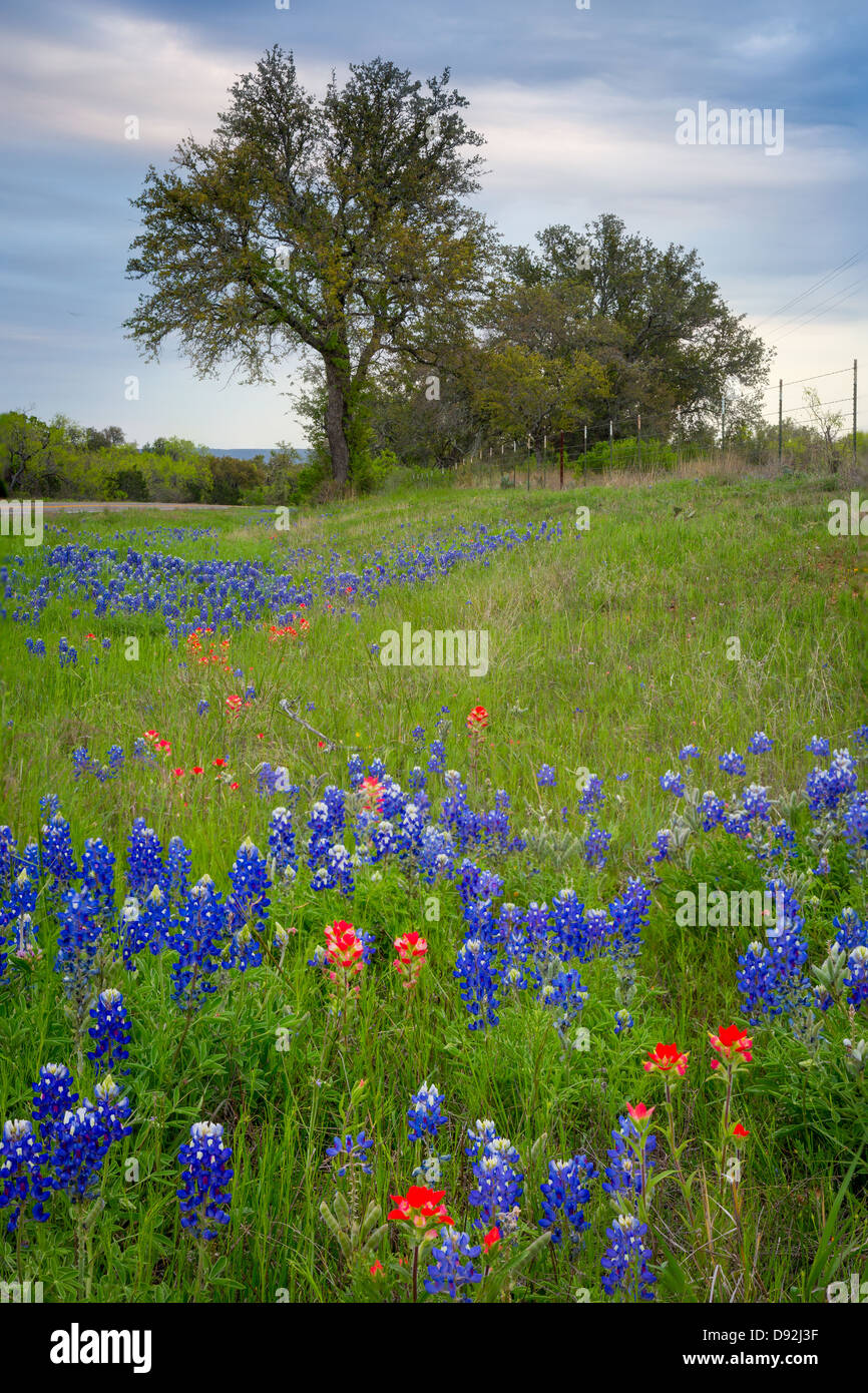 Bluebonnets and paintbrush wildflowers near Llano in the Texas Hill ...