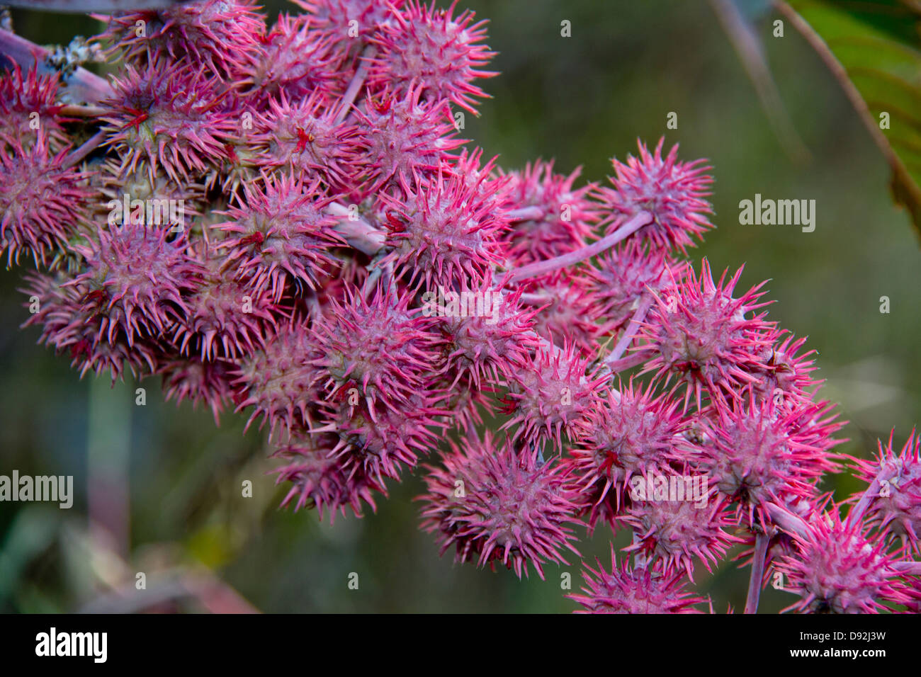 Red castor-oil plant - Ricinus communis Stock Photo - Alamy