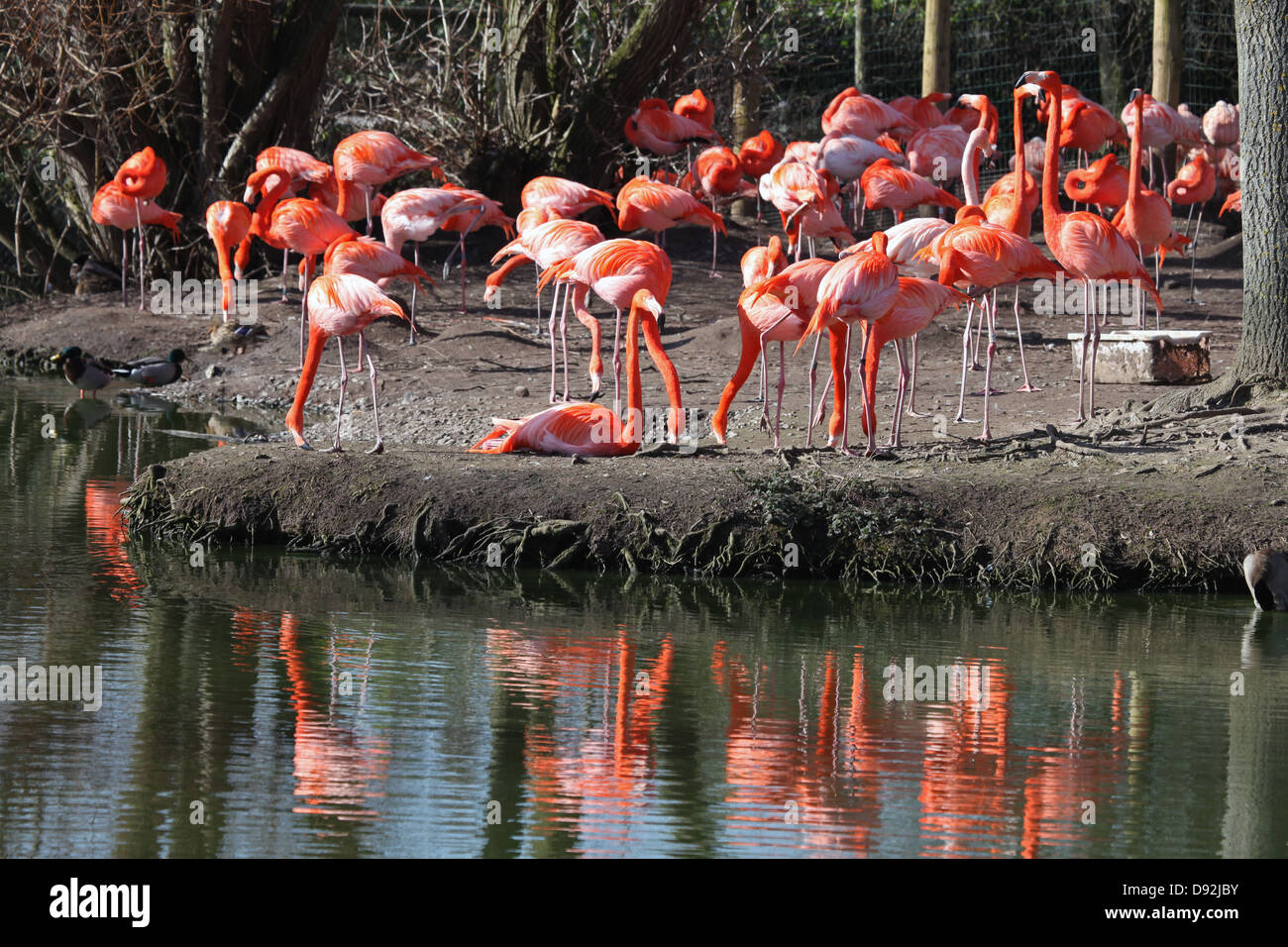Flamingo breeding colony hi-res stock photography and images - Alamy
