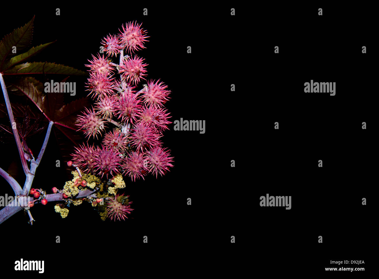Red castor-oil plant - Ricinus communis - against a black background ...