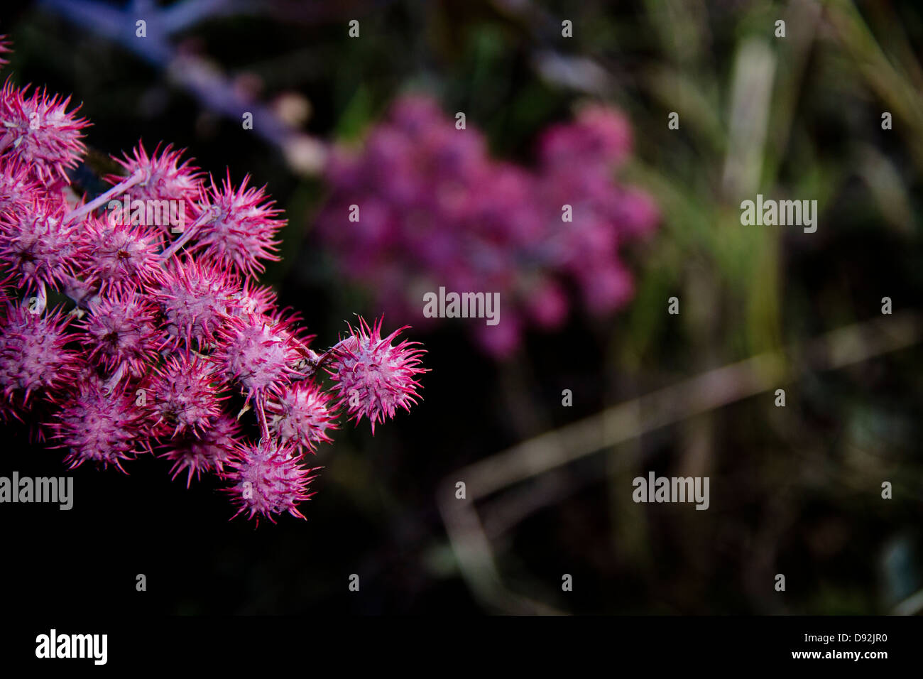 Red castor-oil plant – Ricinus communis Stock Photo - Alamy