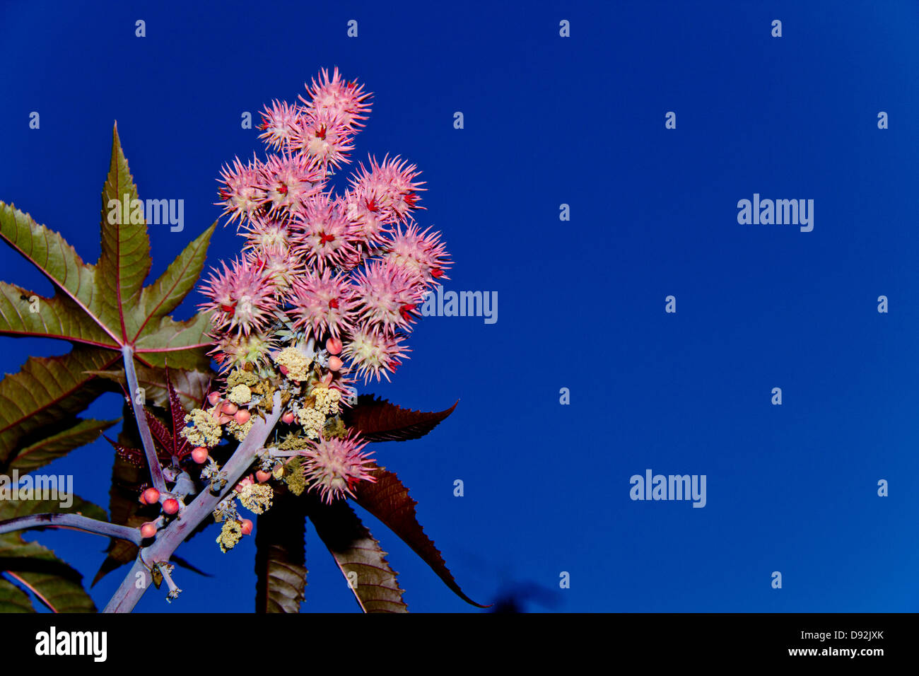 Red castor-oil plant – Ricinus communis – against a deep blue sky Stock ...