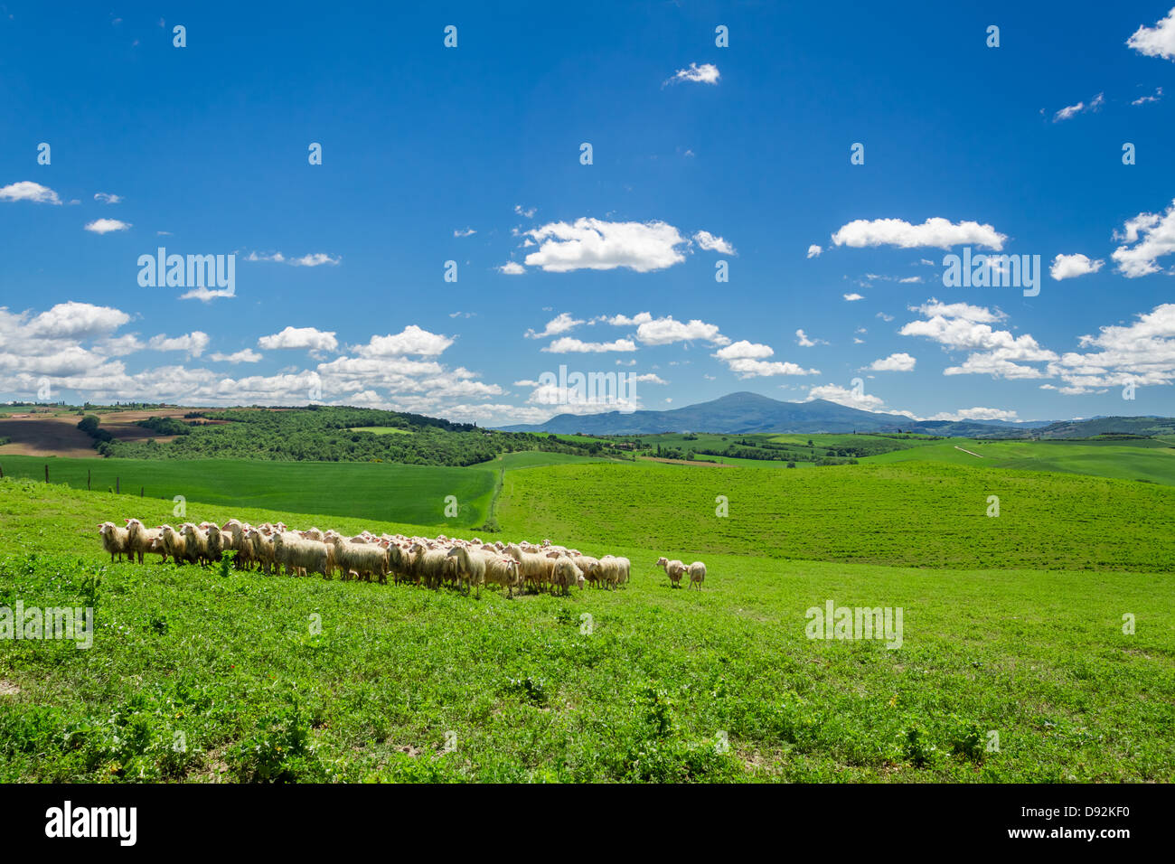 Herd of sheep on tuscany field, Italy Stock Photo - Alamy