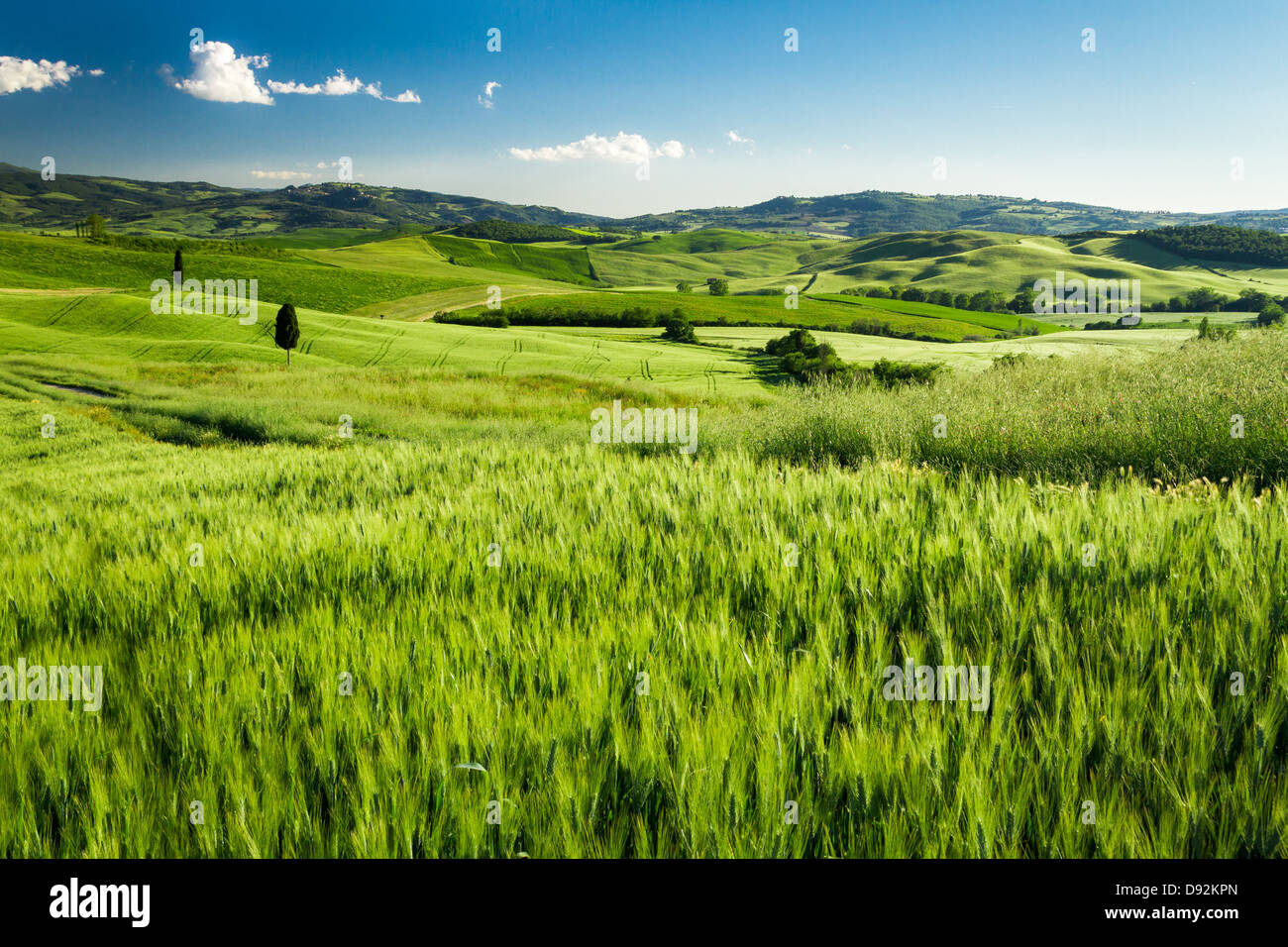 Green fields of wheat in Tuscany, Italy Stock Photo - Alamy