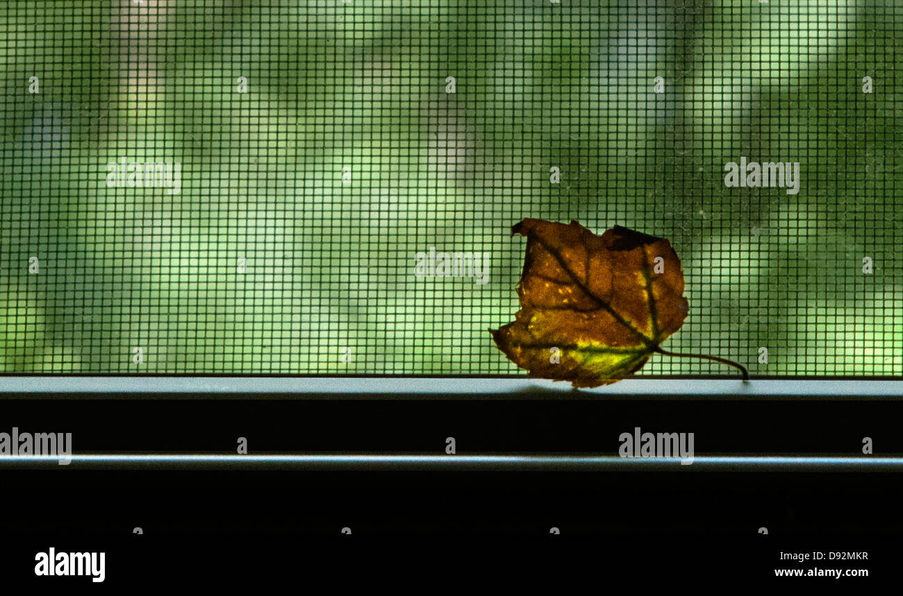 Leaf on window sill in front of screen Stock Photo - Alamy