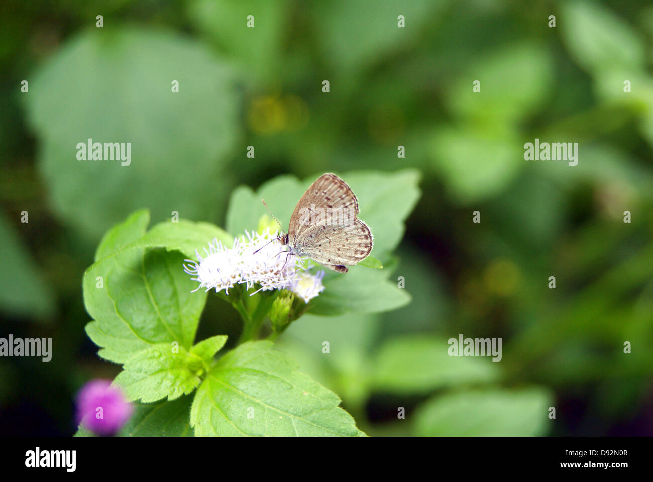 Flowers, growing in the green belt, is very beautiful Stock Photo - Alamy