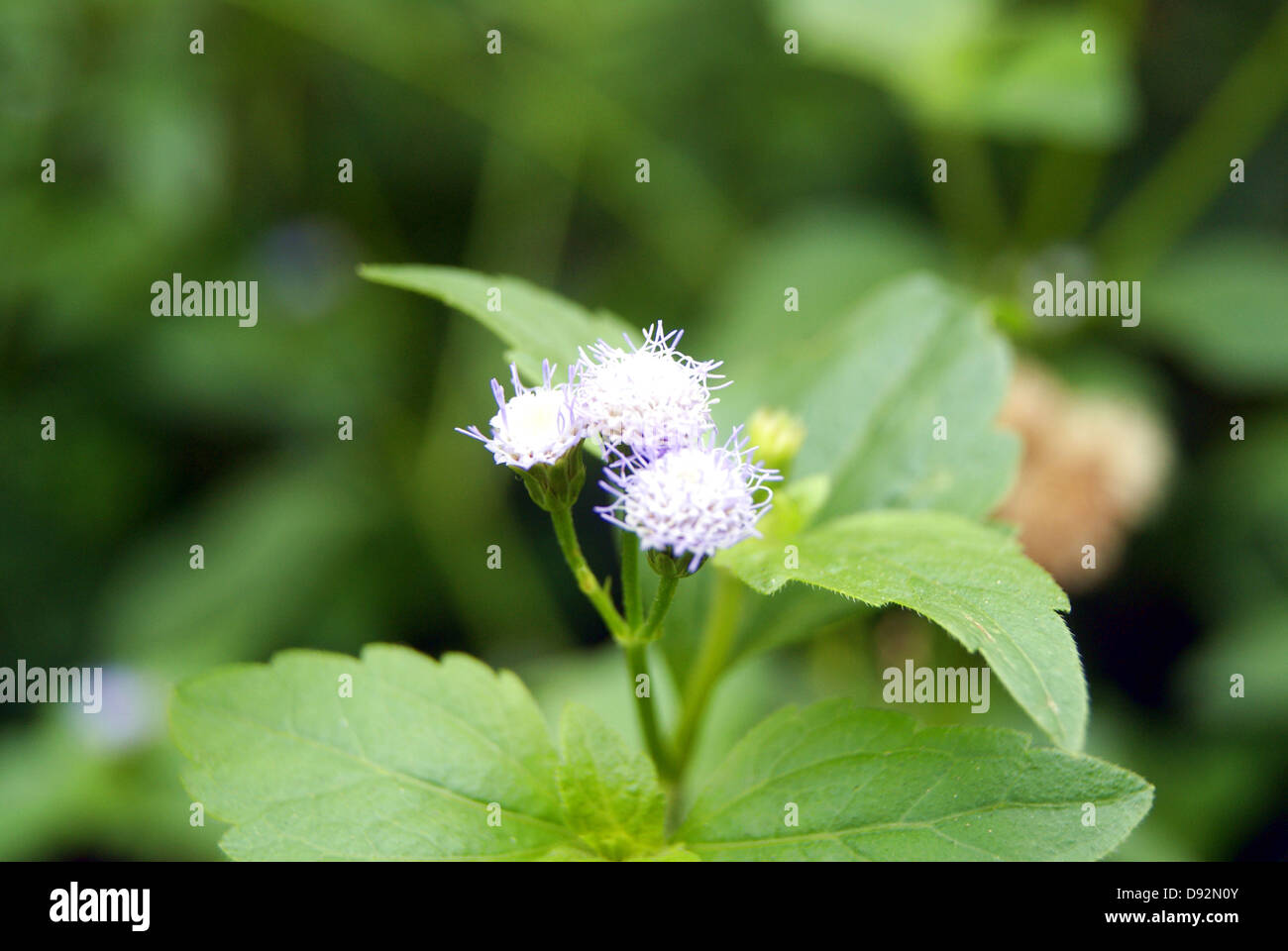 Flowers, growing in the green belt, is very beautiful Stock Photo - Alamy