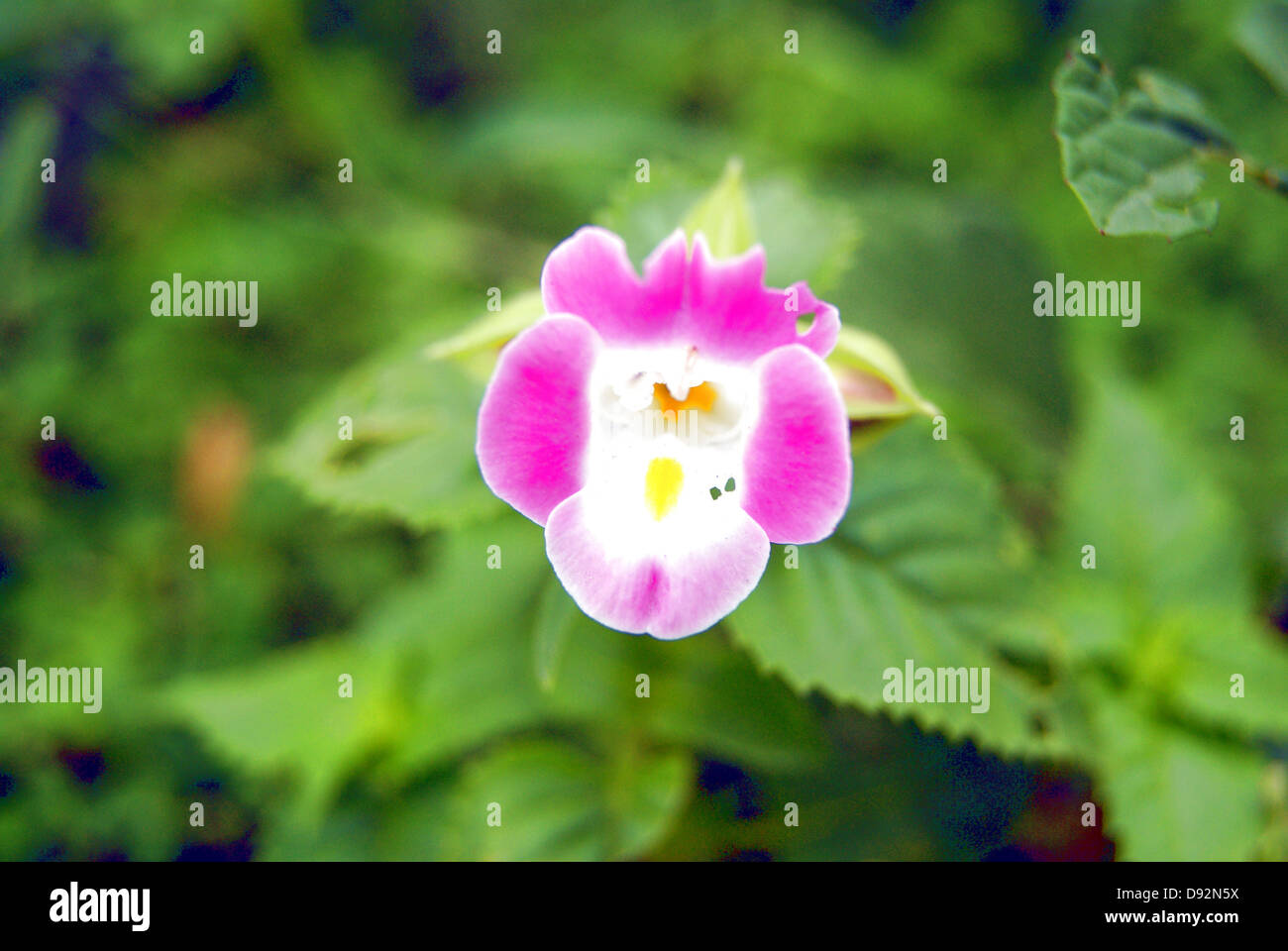 Flowers, growing in the green belt, is very beautiful Stock Photo - Alamy
