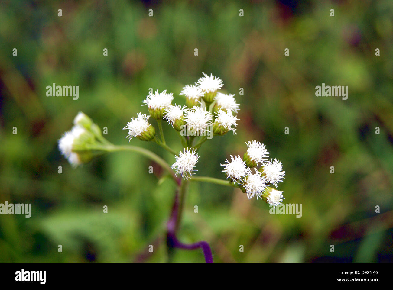 Flowers, growing in the green belt, is very beautiful Stock Photo - Alamy