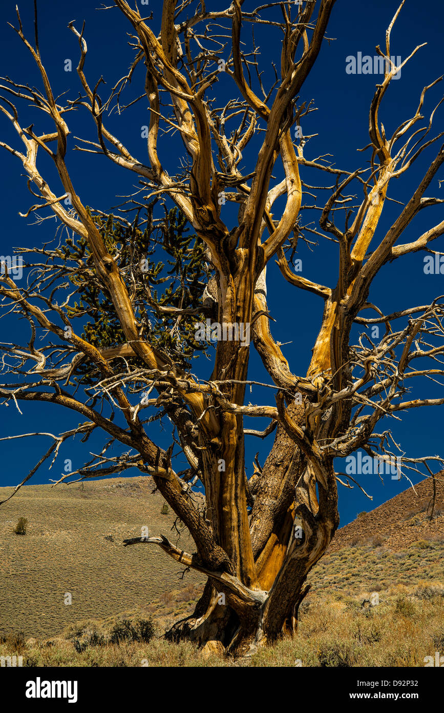 Pinus longaeva hi-res stock photography and images - Alamy